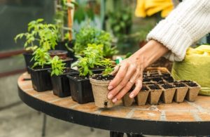 How to Plant, Grow, and Harvest Basil : AGT