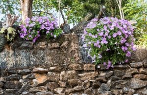 How to Grow and Care for Petunias