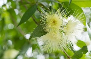 Rose Apple (Syzygium jambos) Growing Guide