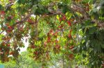 Rose Apple (Syzygium jambos) Growing Guide