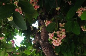 Rose Apple (Syzygium jambos) Growing Guide