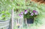 How to Grow and Care for Petunias