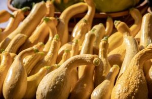 Squash: How to Grow, Harvest, and Store : AGT