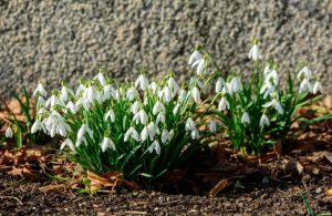 Snowdrops | How to Grow Galanthus in Australia - AGT