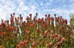 Leucadendron | Growing Conebush in Australia - AGT