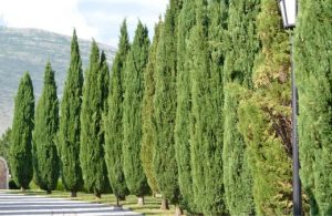 Pencil Pine | Growing Cupressus sempervirens in Australia