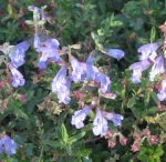 Salvias – Best Sage Varieties to Grow in Australia