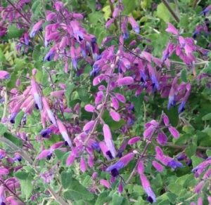 Salvias – Best Sage Varieties to Grow in Australia