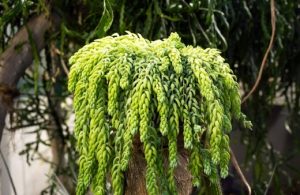 40 Best Hanging Plants for Indoors and Outdoors - AGT