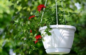 40 Best Hanging Plants for Indoors and Outdoors - AGT