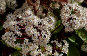 Viburnum tinus – How to Grow Laurustinus in Australia