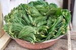 How to Grow Betel Leaf in Australia : AGT