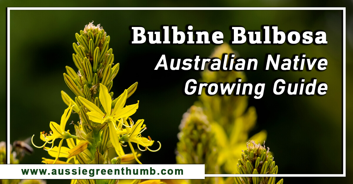 Bulbine bulbosa (Bulbine Lily) | Australian Growing Guide