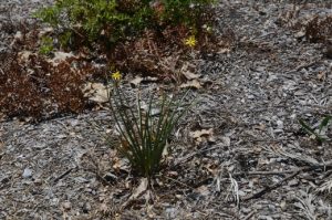Bulbine bulbosa (Bulbine Lily) | Australian Growing Guide