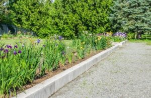 Irises – Growing Iris Flowers in Australia - AGT