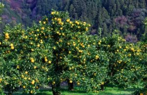 Yuzu – How to Grow Japanese Lemon in Australia - AGT