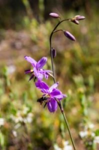 Dichopogon strictus (Chocolate Lily) – Australian Native Growing Guide