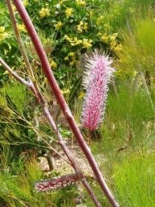 Grevillea magnifica – Australian Native Guide - AGT