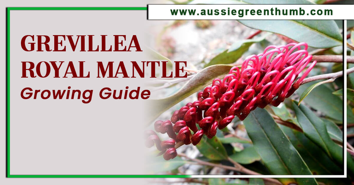 Grevillea ‘Royal Mantle’ Growing Guide : AGT