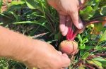 How to Grow Beetroots in Australia : AGT