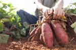 How to Grow Sweet Potatoes in Australia