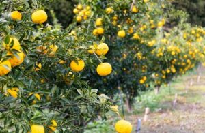 Yuzu – How to Grow Japanese Lemon in Australia - AGT