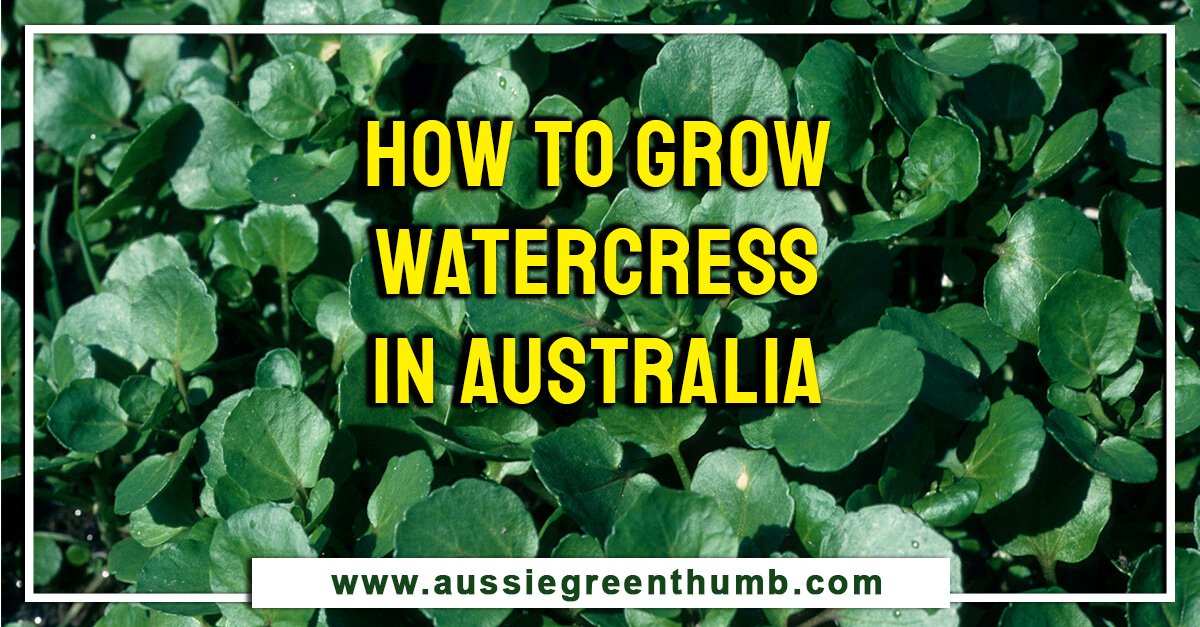 How to Grow Watercress in Australia : AGT