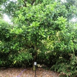 Pouteria australis (Black Apple Tree) | Growing Guide