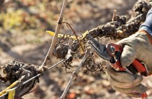 How to Grow and Prune Grapevines in Australia - AGT