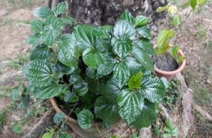 How to Grow Betel Leaf in Australia : AGT