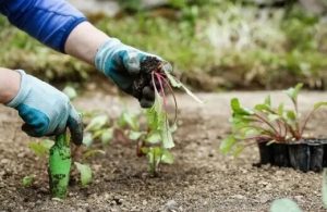 How to Grow Beetroots in Australia : AGT