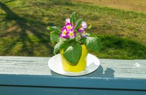 How to Grow Primroses in Australia : AGT