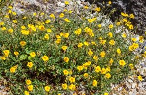 Popular Plants for Rockeries in Australia - AGT