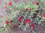 Ruby Saltbush | Australian Native Growing Guide - AGT