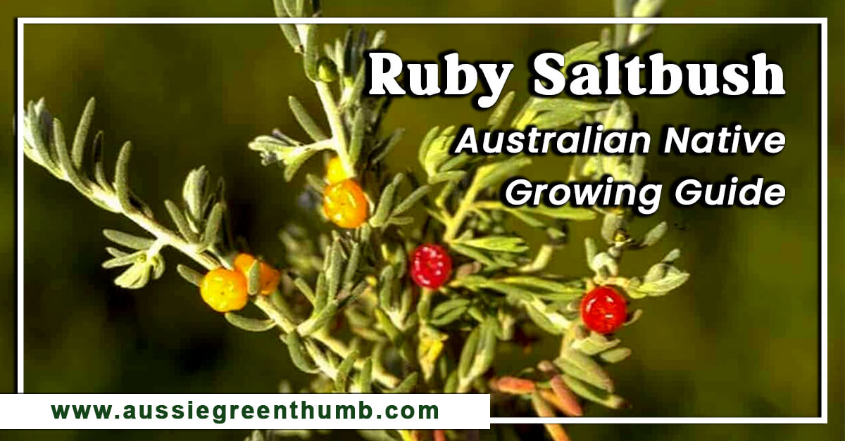 Ruby Saltbush | Australian Native Growing Guide - AGT