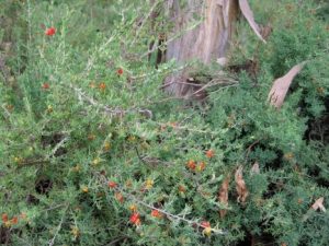 Ruby Saltbush | Australian Native Growing Guide - AGT