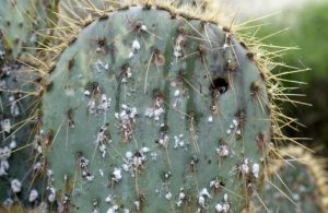 Scale Insect Identification, Treatment and Prevention