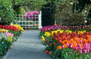 How to Grow and Care for Tulips in Australia