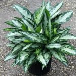 Aglaonema – How to Grow Chinese Evergreen in Australia