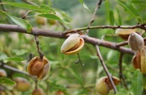 How to Grow Almond Trees in Australia : AGT