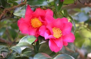 Camellia sasanqua – Australian Growing Guide