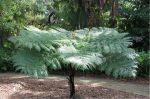 Tree Ferns – How to Grow and Care Guide : AGT