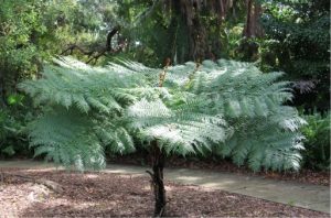 Tree Ferns – How to Grow and Care Guide : AGT