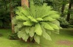 Tree Ferns – How to Grow and Care Guide : AGT
