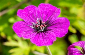 Geraniums – Australian Growing and Care Guide
