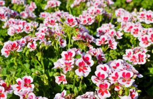Geraniums – Australian Growing and Care Guide