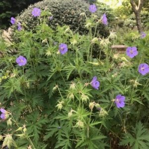 Geraniums – Australian Growing and Care Guide