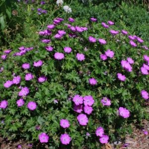 Geraniums – Australian Growing and Care Guide
