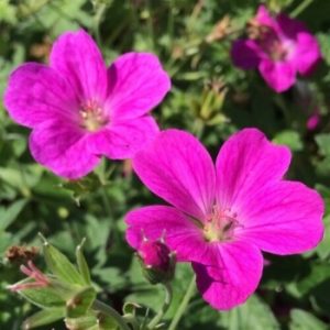 Geraniums – Australian Growing and Care Guide