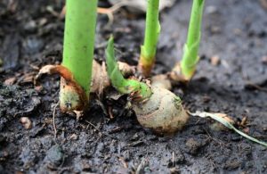 How to Grow Ginger in Australia : AGT